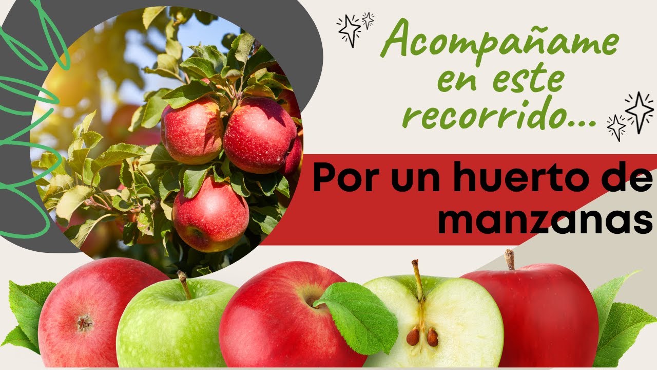 Aprende inglés mientras recorres un huerto de manzana (At the apple ...