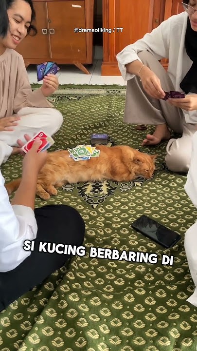 Si Kucing oren cuma bisa pasrah - YouTube