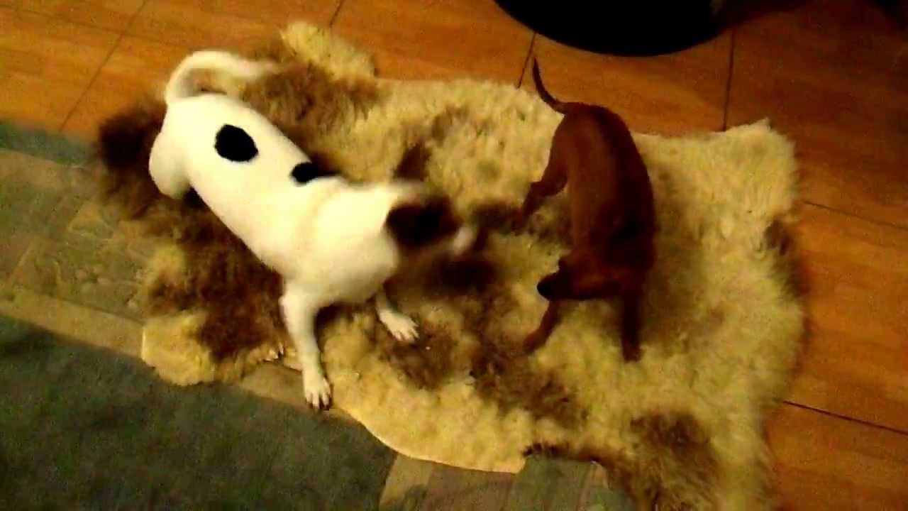 Lustige Hunde Crazy Dogs - YouTube