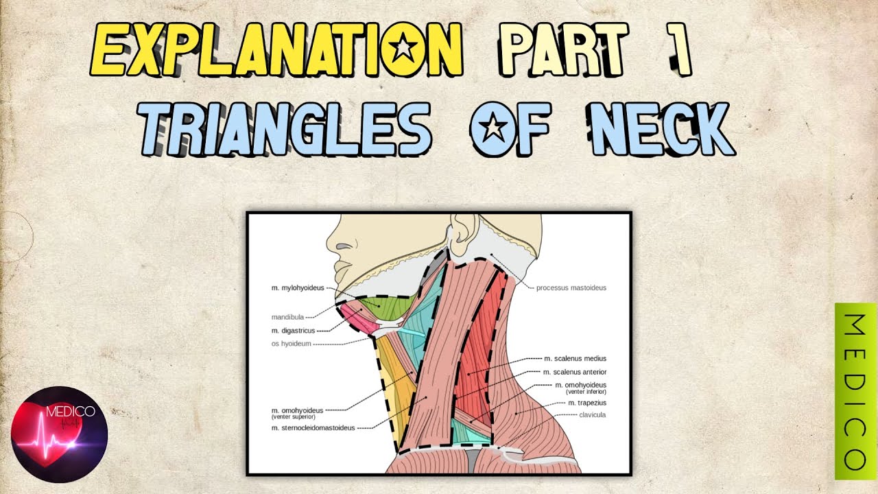 Triangles Of Neck Explanation | Head and Neck | Anatomy | Medico - YouTube