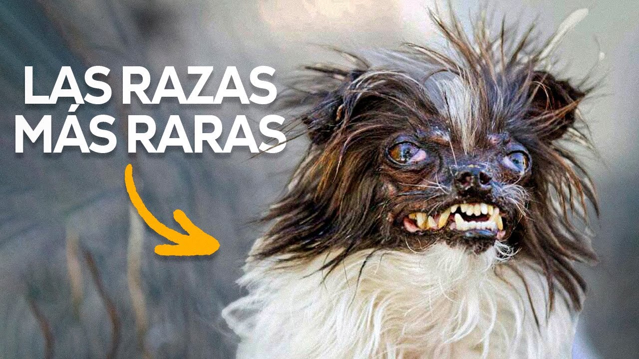 Las razas de PERROS más RARAS y DESCONOCIDAS del MUNDO - YouTube