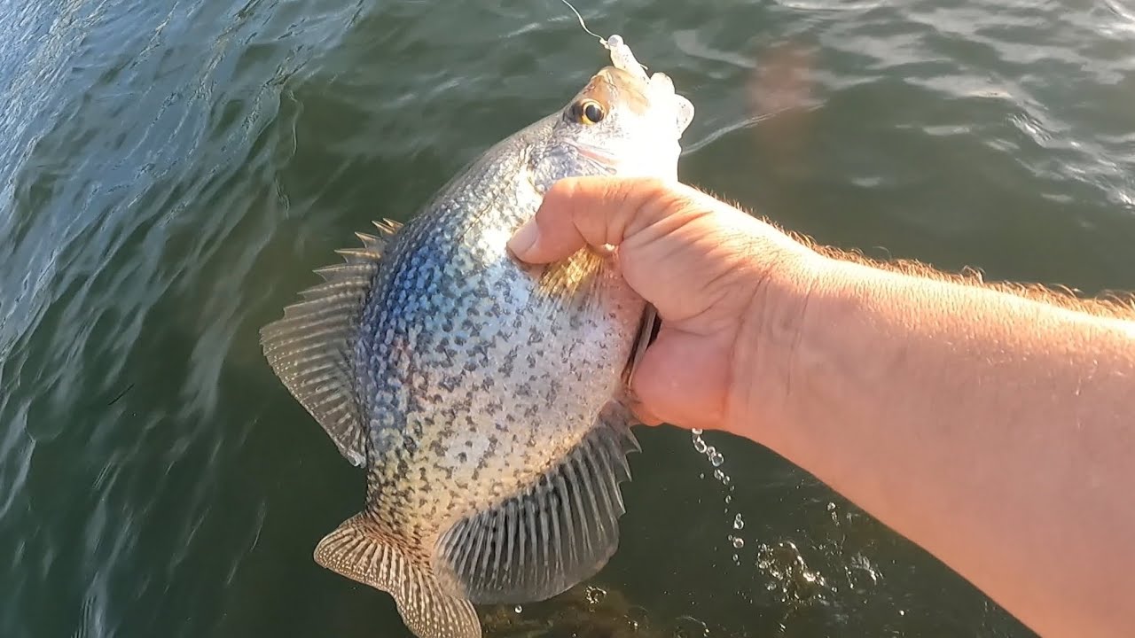 12 June crappie fishing with monkey milk - YouTube