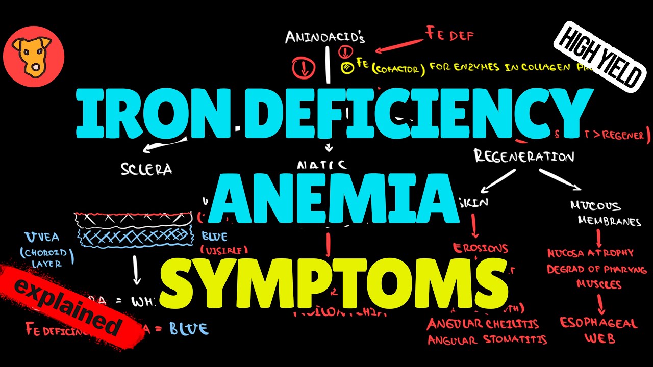 Iron Deficiency Anemia EXPLAINED: Pathogenesis & Clinical Symptoms ...