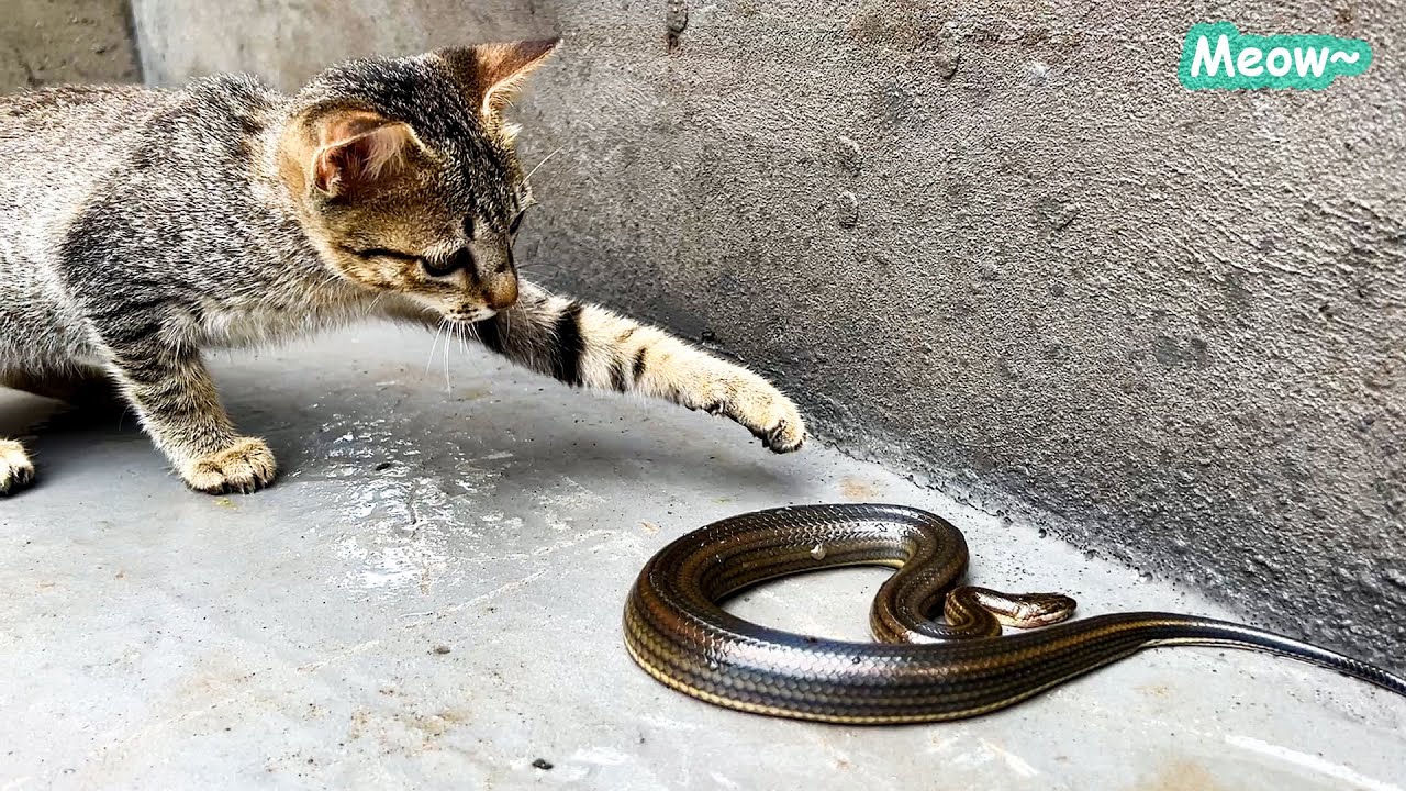 How The Feral Cat Helps Its Adoptive Mother Chase Snake - YouTube