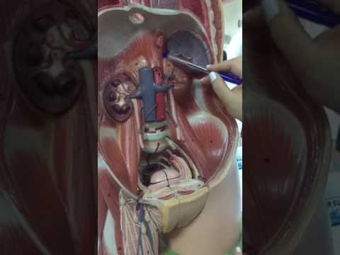 Karın arka duvarı anatomisi