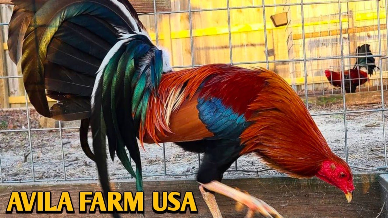 Roundhead Grey Kelso - AVILA FARM USA - YouTube