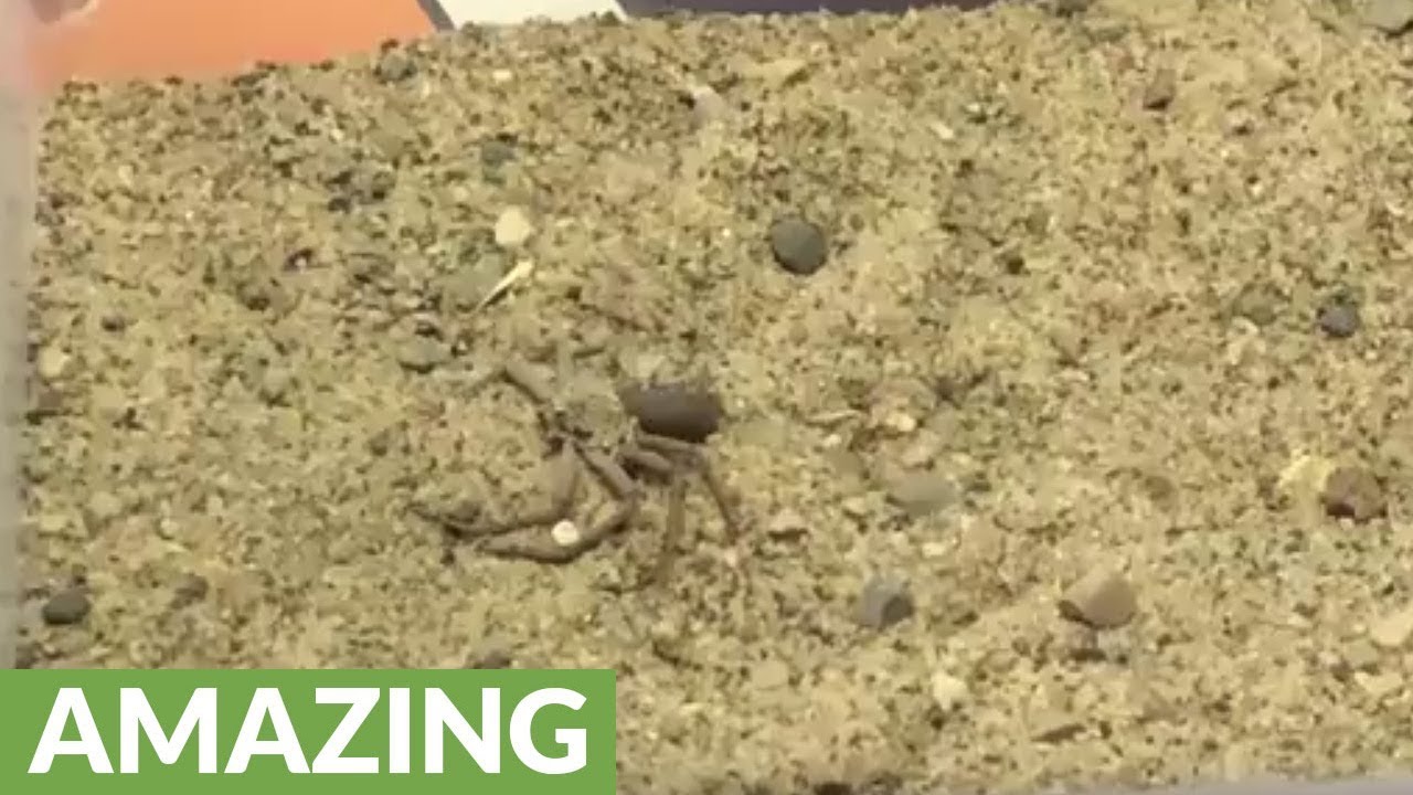 Sand spider displays amazing camouflage technique - YouTube