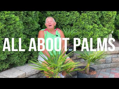 How To Overwinter Palm Plants