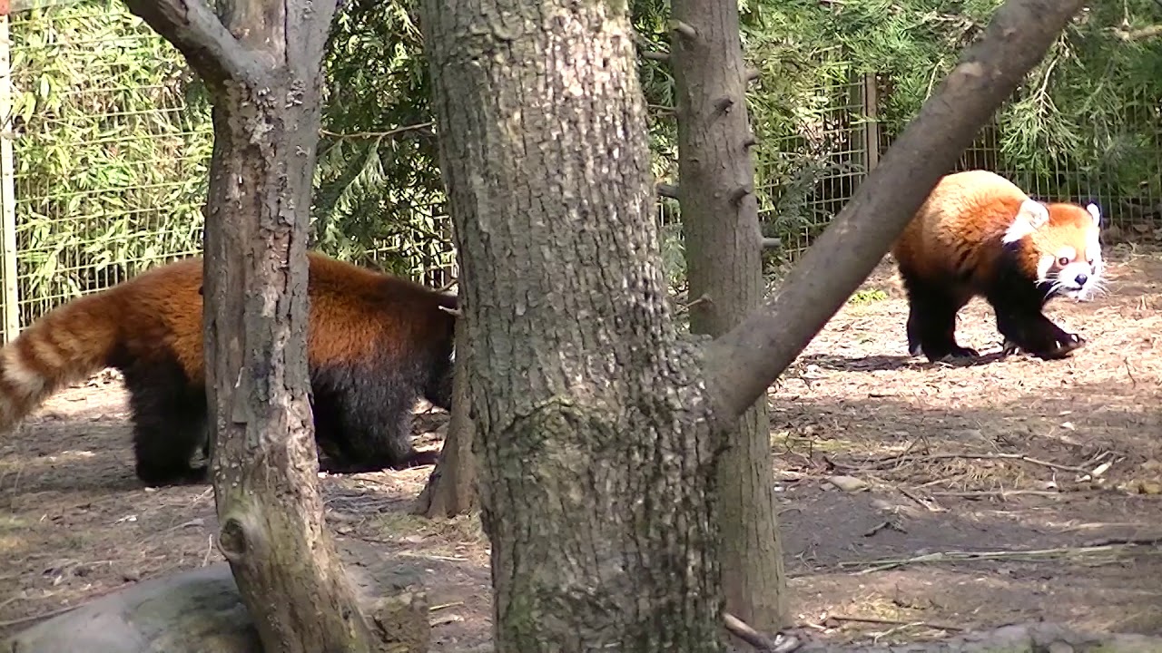 Red Panda Walking