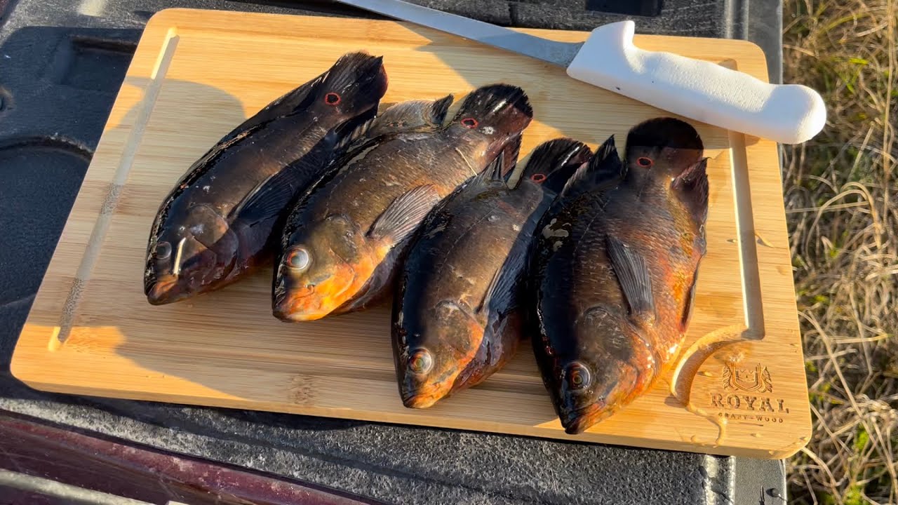 CATCH AND COOK TIGER OSCAR PET FISH - YouTube