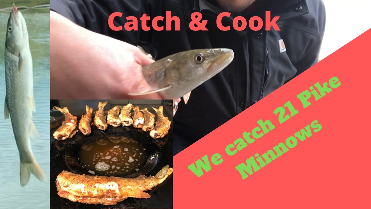 Fishing for Northern Pike Minnow in our secret fishing spot. Catch and ...
