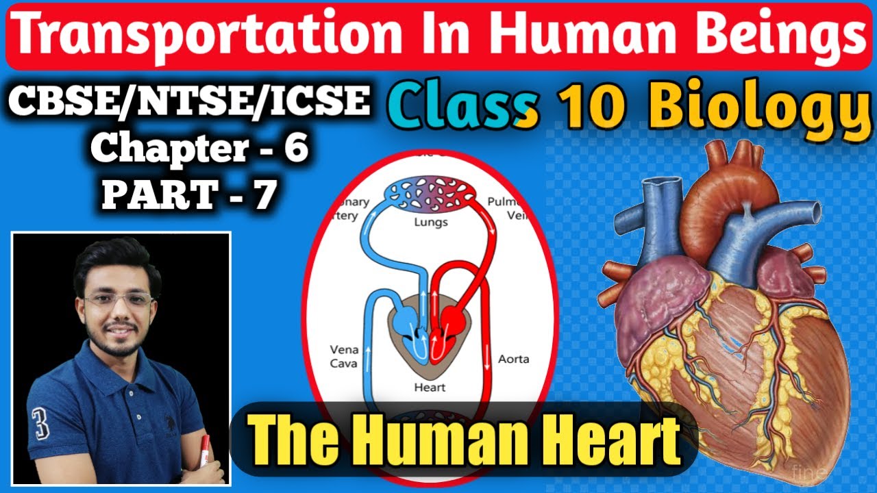 Transportation in human beings | The human heart | Life processes ...