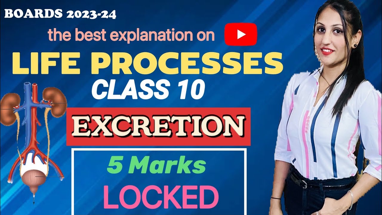 Excretion In Human Beings Life Processes Class 10 Chapter6 Science