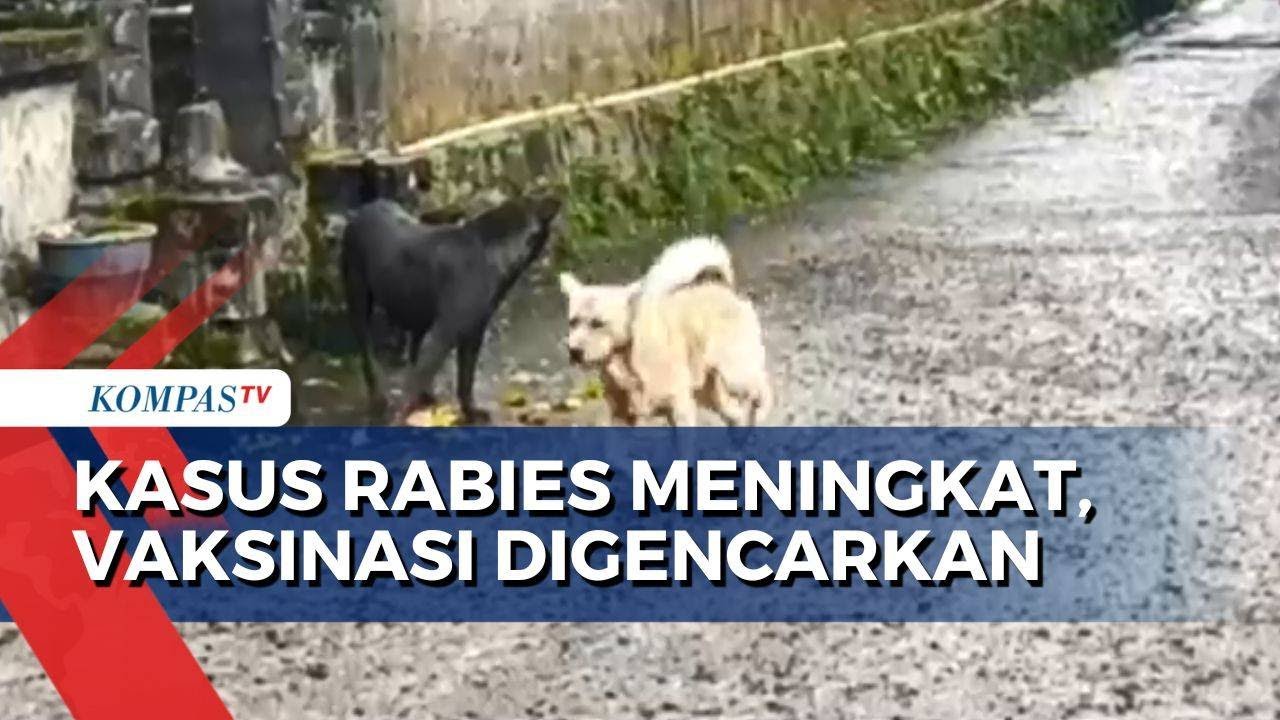 Kasus Rabies Meningkat di Karangasem Bali, Vaksinasi Digencarkan - YouTube