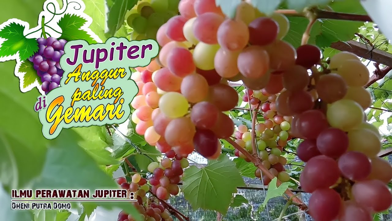 JUPITER, VARIAN ANGGUR PALING DI GEMARI | ANGGUR BERBUAH DALAM POT ...