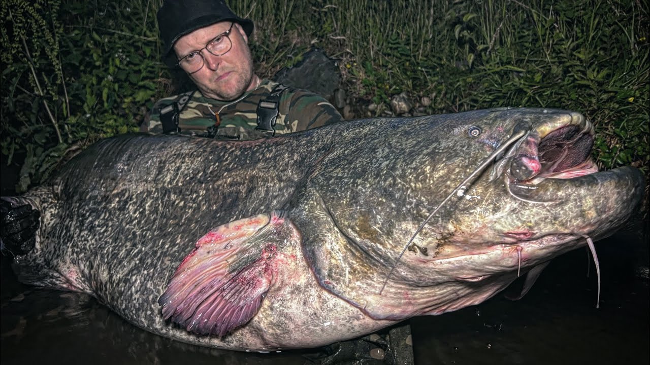 Livescope: 🇳🇱 Meerval Record op de Jig: 215cm💥 - YouTube