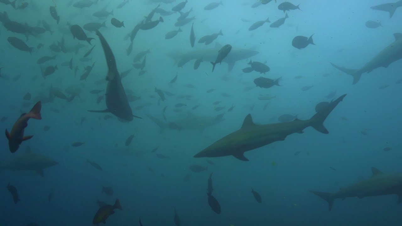 Diving Kooddoo Island Feb. 2018 - YouTube