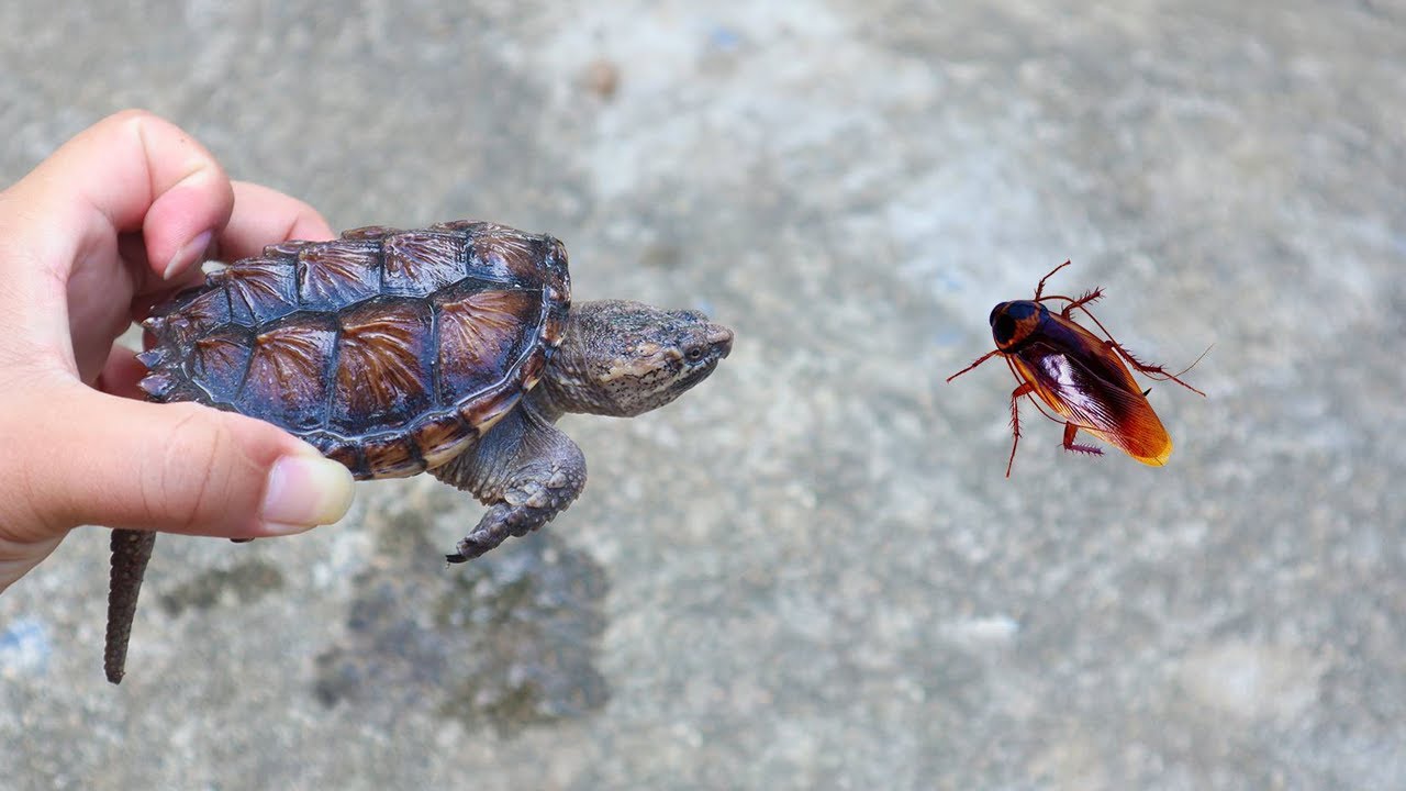 Experimental:Do snapping turtles eat cockroaches? | जानवरों - YouTube