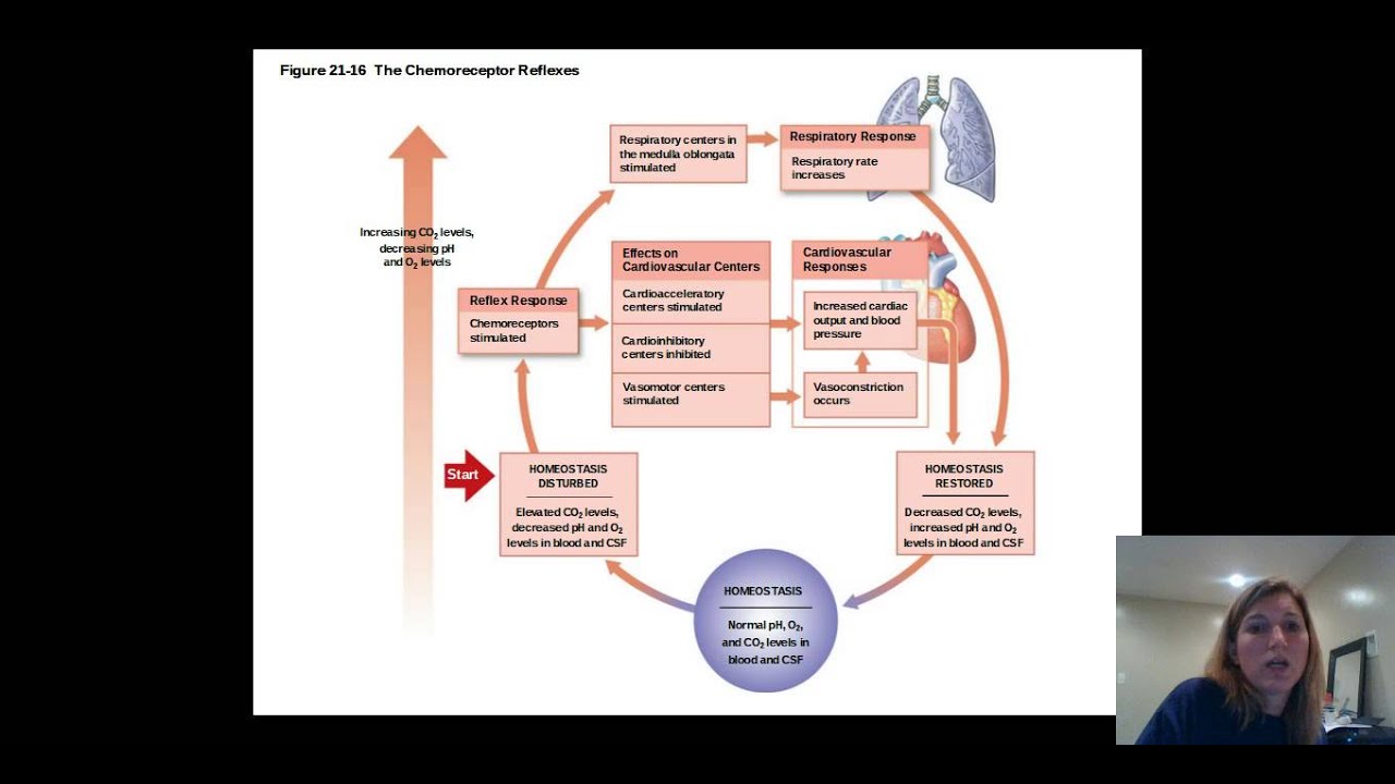 Chapter 21 Cardiovascular System- Dynamics Part 6 Biol 221 - YouTube