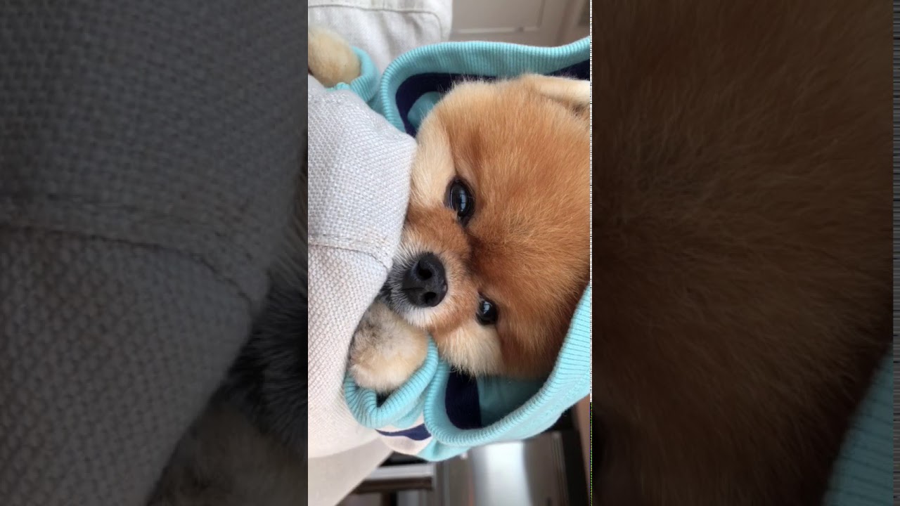 jiffpom 238 jiffpom💗@jiffpom Official TikTok - YouTube