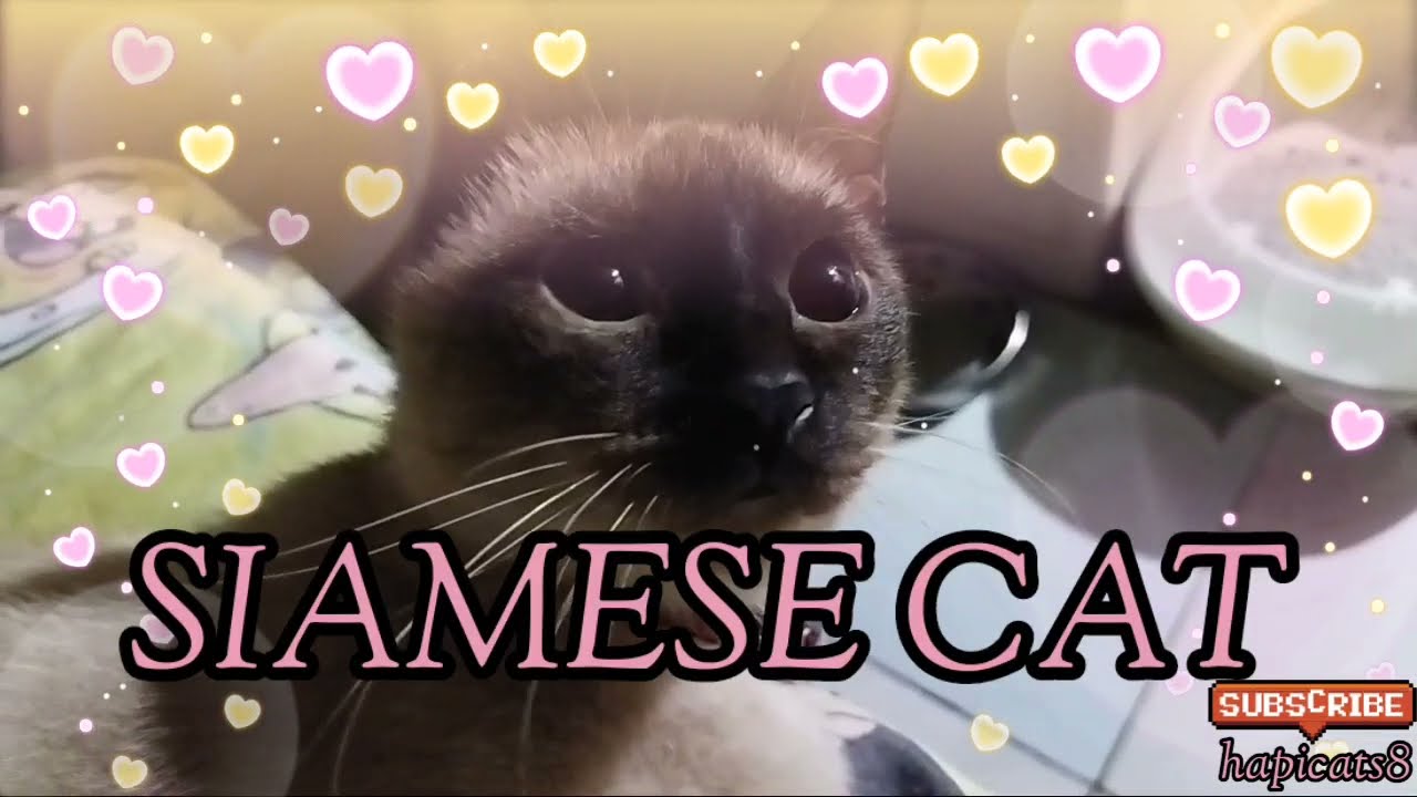 SIAMESE CAT || #THAILAND #meezer #mese - YouTube