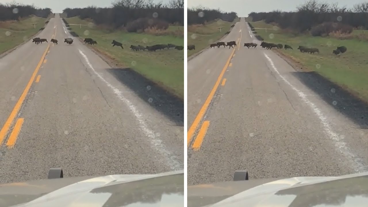 Enormous wild boar family crosses the road - YouTube
