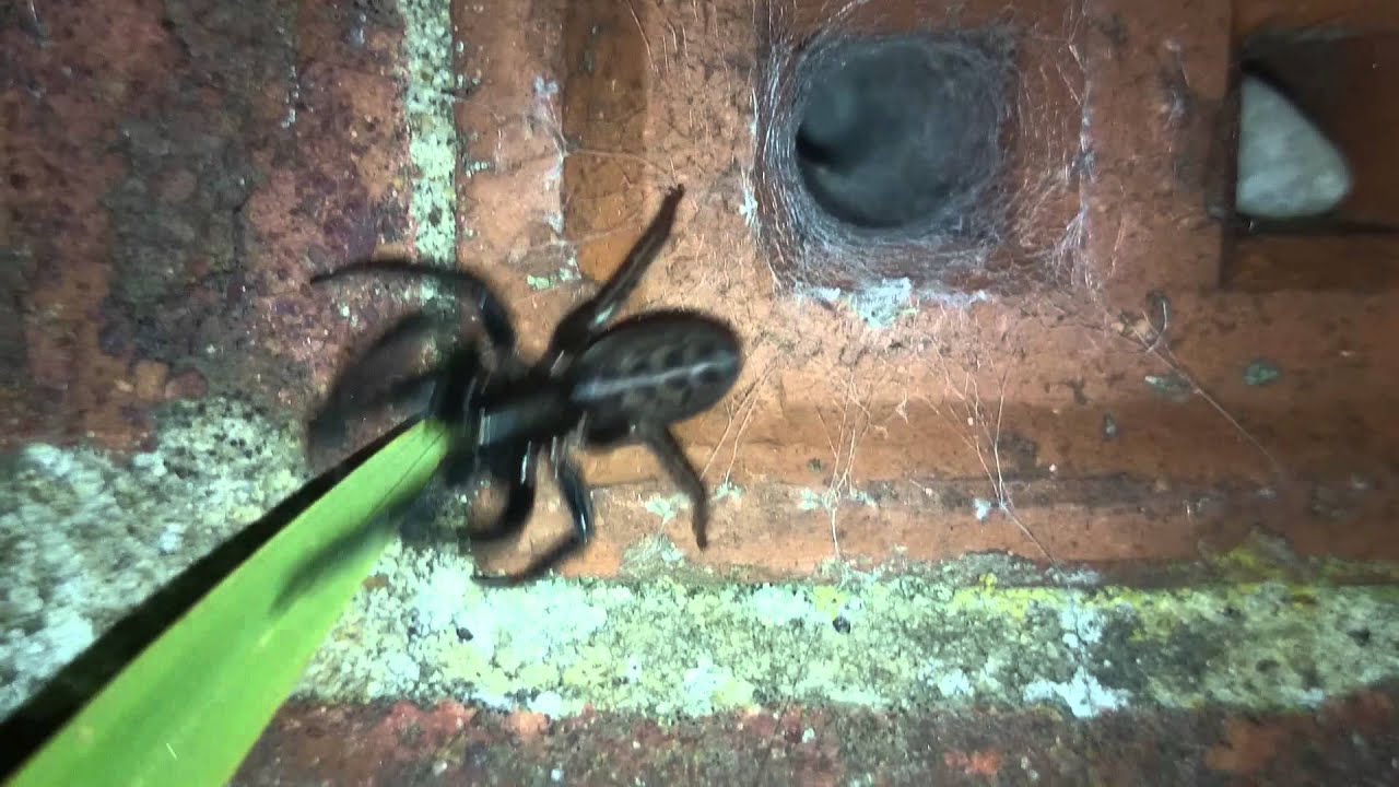 Tube Web spider .. uk.. Segestria Florentina... - YouTube