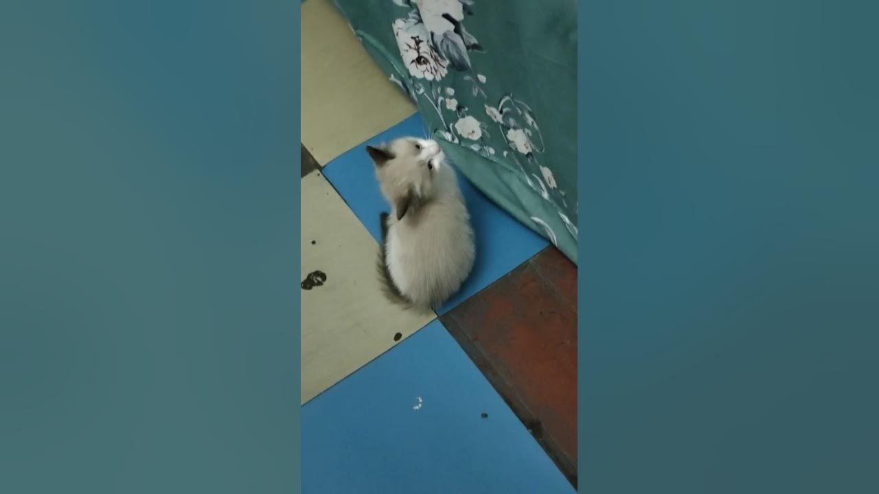 котики смотрят мультики со Стасиком Youtube
