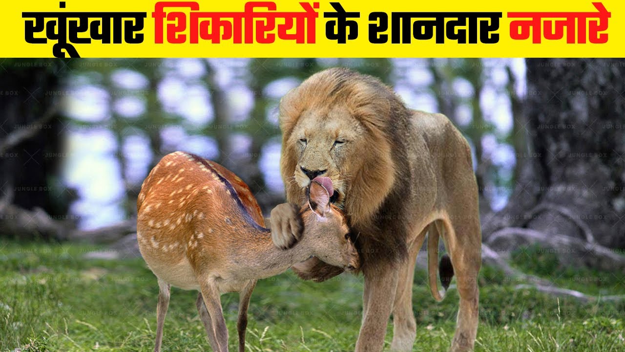 जंगली जानवरों के अनदेखे नजारे । World Most Unbelievable Wild Animal ...