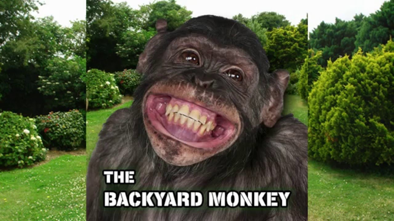 The Backyard Monkey Show (Episode : 1 : Pilot) - YouTube