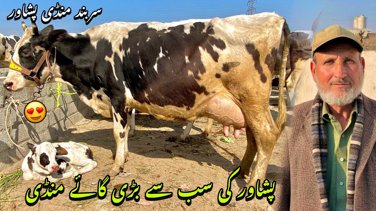 Dairy Cow Mandi Peshawar New Updates 2024 | New Maal Agaya 😍 | Khyber ...