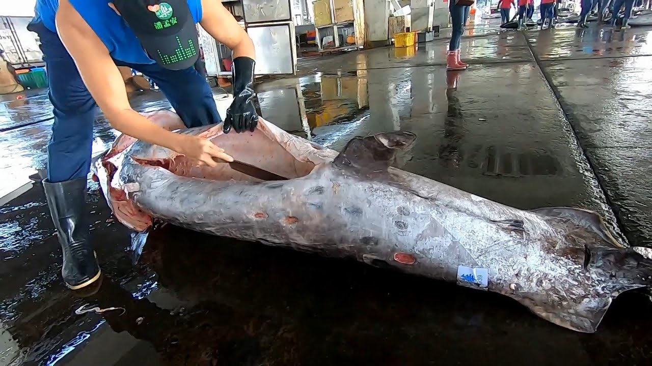 Yellowfin Tuna, Megalaspis cordyla, Swordfish, Fluency Cutting and ...