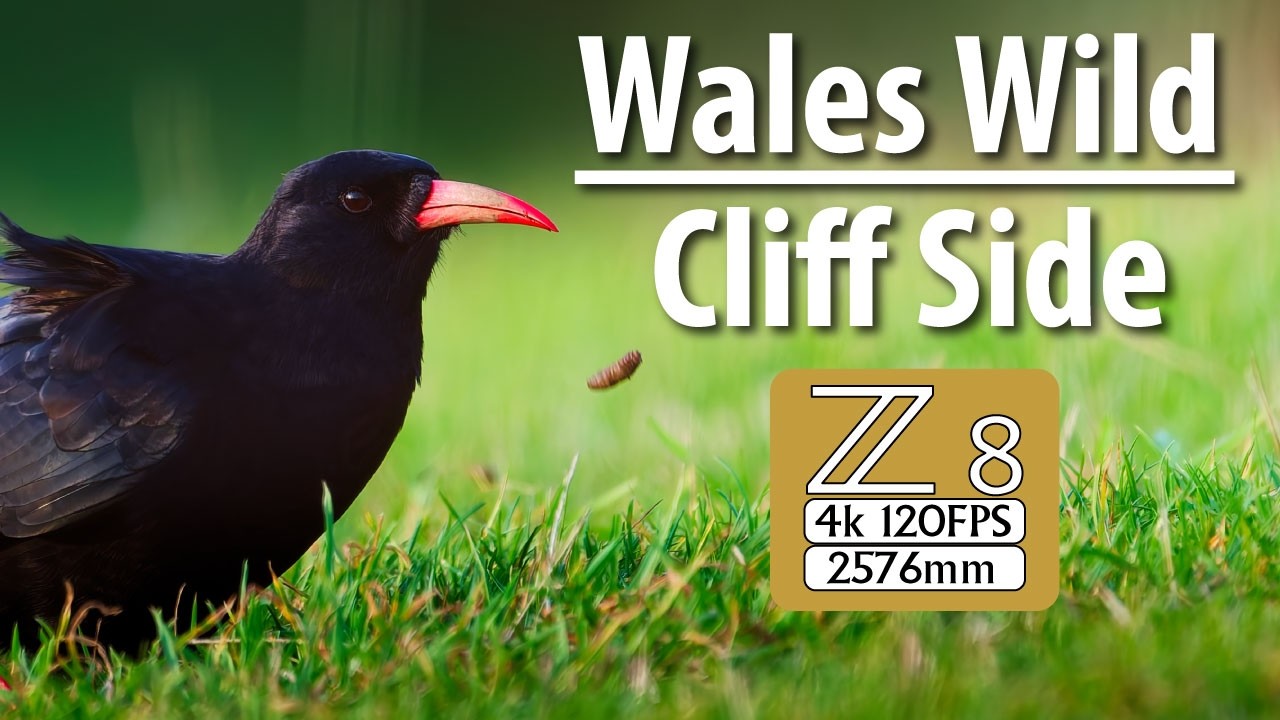 Dolphin & Wildlife Adventure in Mwnt, Wales with Dora the Explorer Dog ...