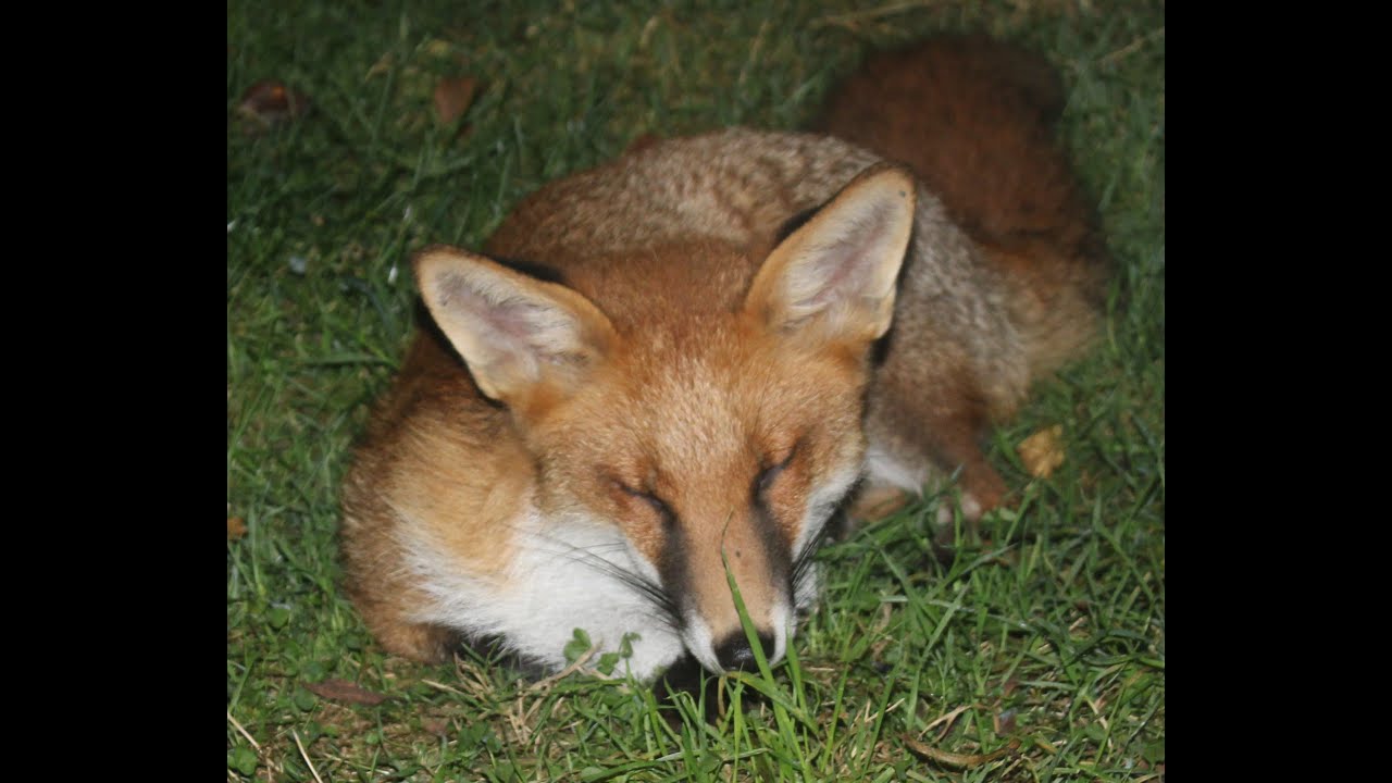 Fox Photo Highlights September 2021 7 - YouTube