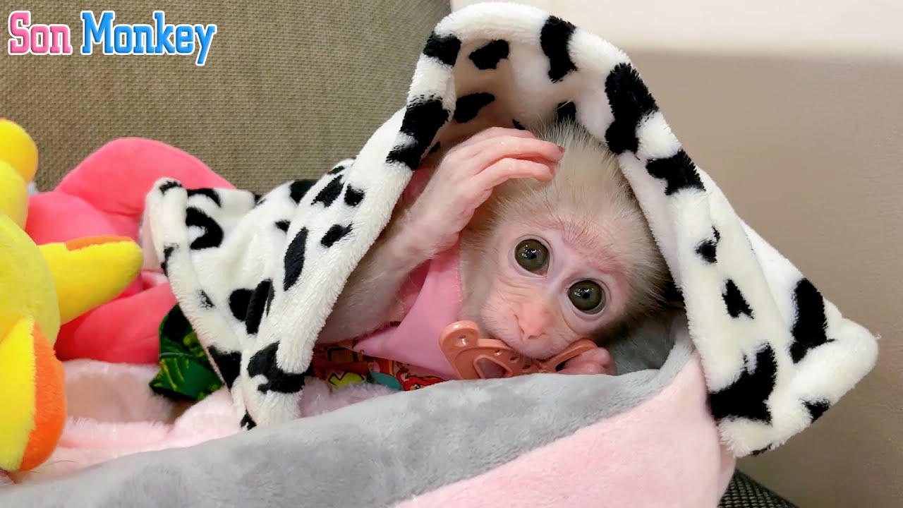 Summary of 1 week of remarkable development of the cutest baby monkey ...