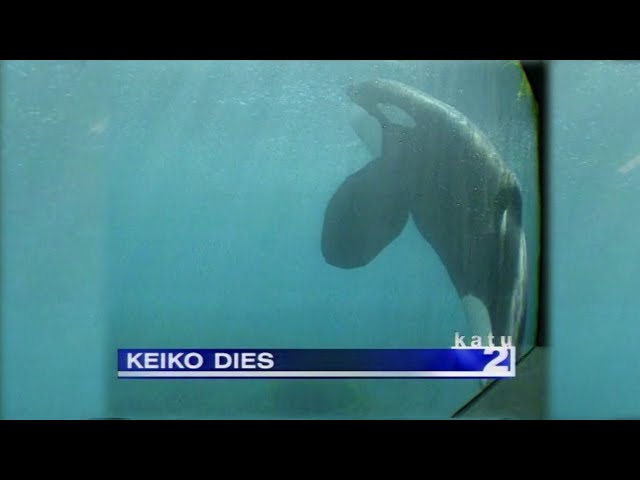 Keiko The Whale The Tragic Untold Story Of Keiko The Orca YouTube