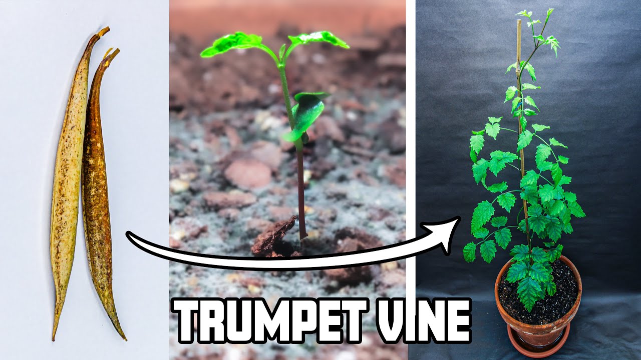 Trumpet Vine Growing From Seed Time Lapse (130 Days) - YouTube