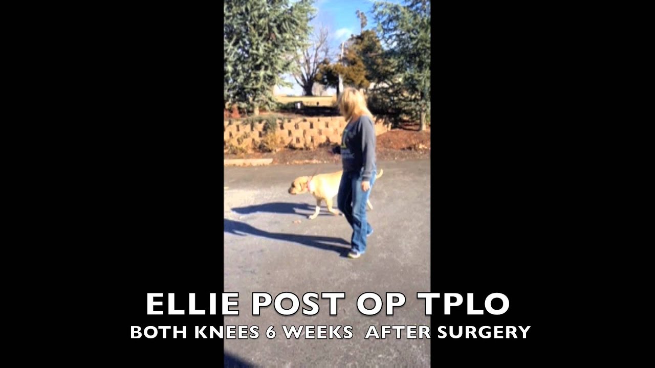 Post-Op TPLO Cases peformed by Dr. Gary Keffer - YouTube