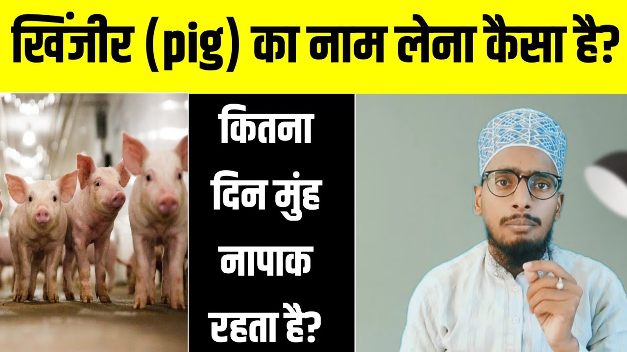 Khinzeer Ka Naam Lena Kaisa Hai? | Islam Me Soor Ka Naam Lene Ka Hukm ...