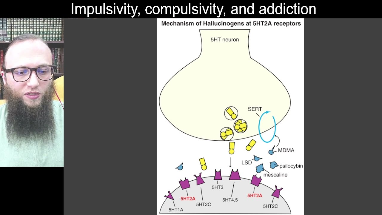 14 14 - Mechanism of Hallucinogens at 5HT2A receptors : MDMA, LSD ...