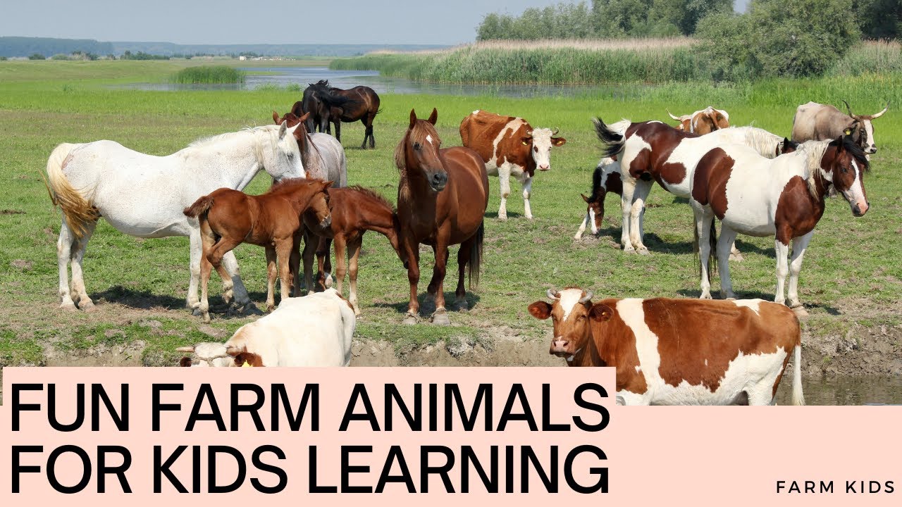 "Farm Friends Adventure: Meet the Animals and Learn!" - YouTube