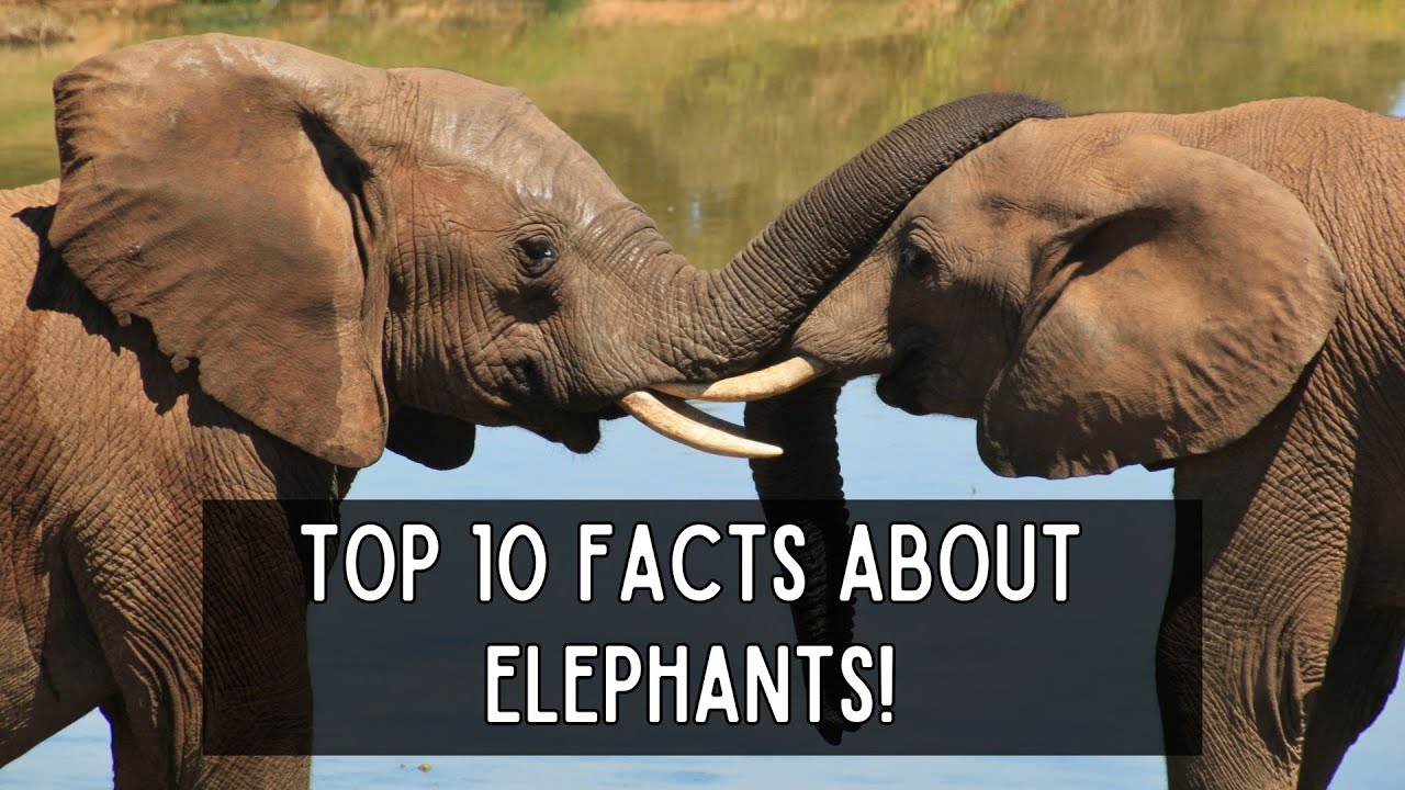 Top 10 Facts About Elephants! - YouTube