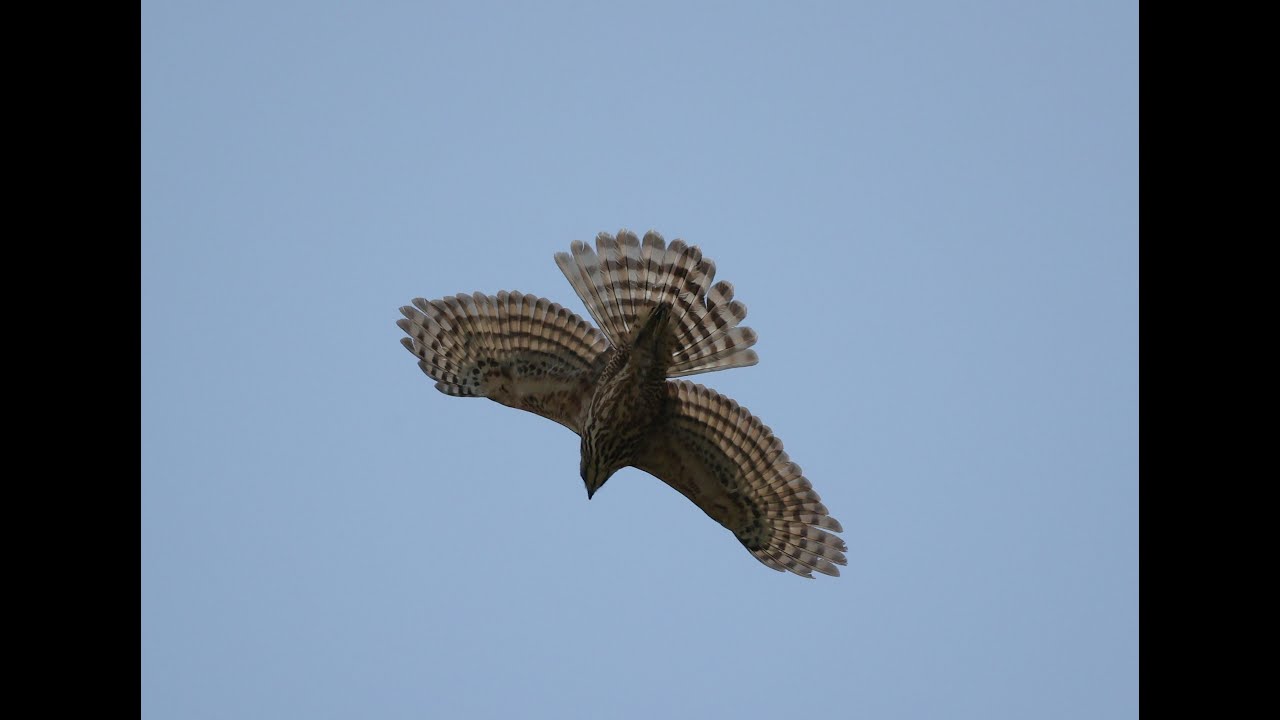 鳳頭蒼鷹(Crested Goshawk)，盤旋。 - YouTube