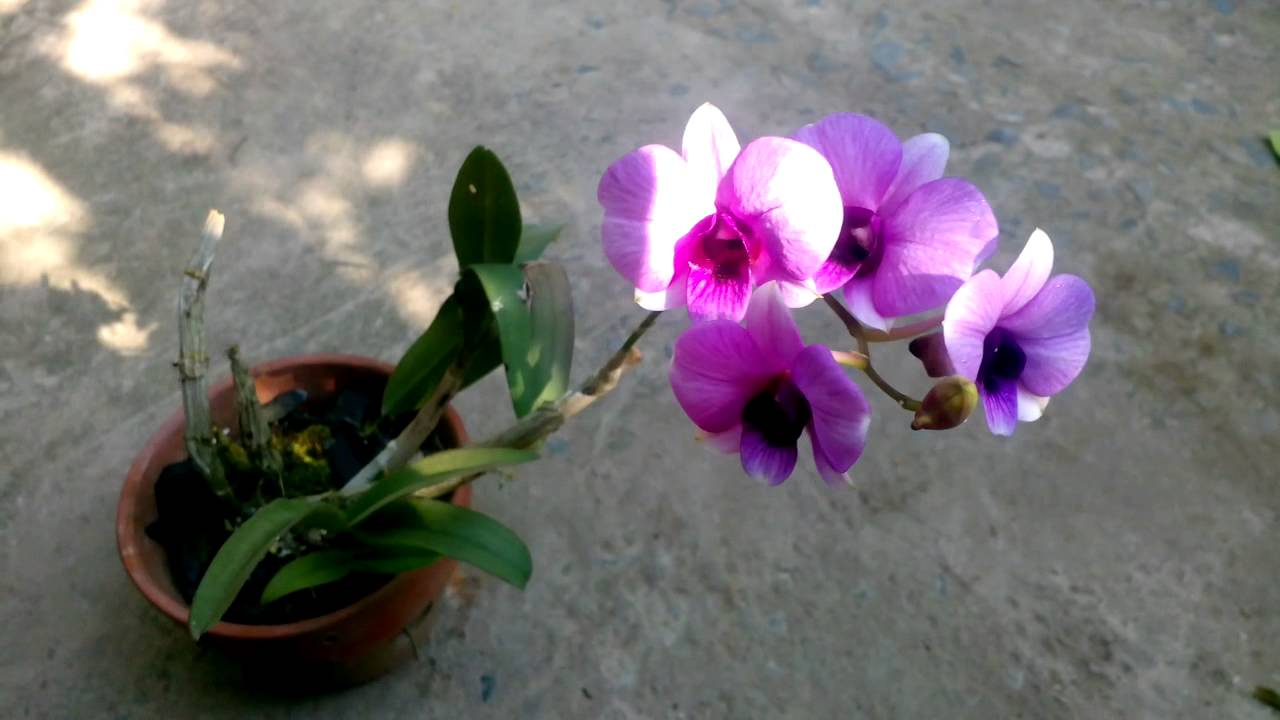 Lan dendrobium mini - YouTube