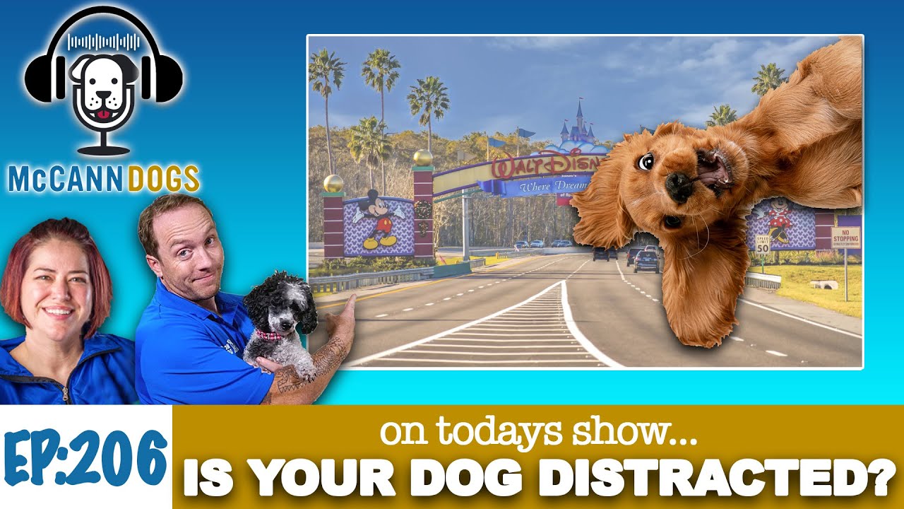 Making Sense Of Dog Training Distractions - McCann Dogs Podcast - S2 ...