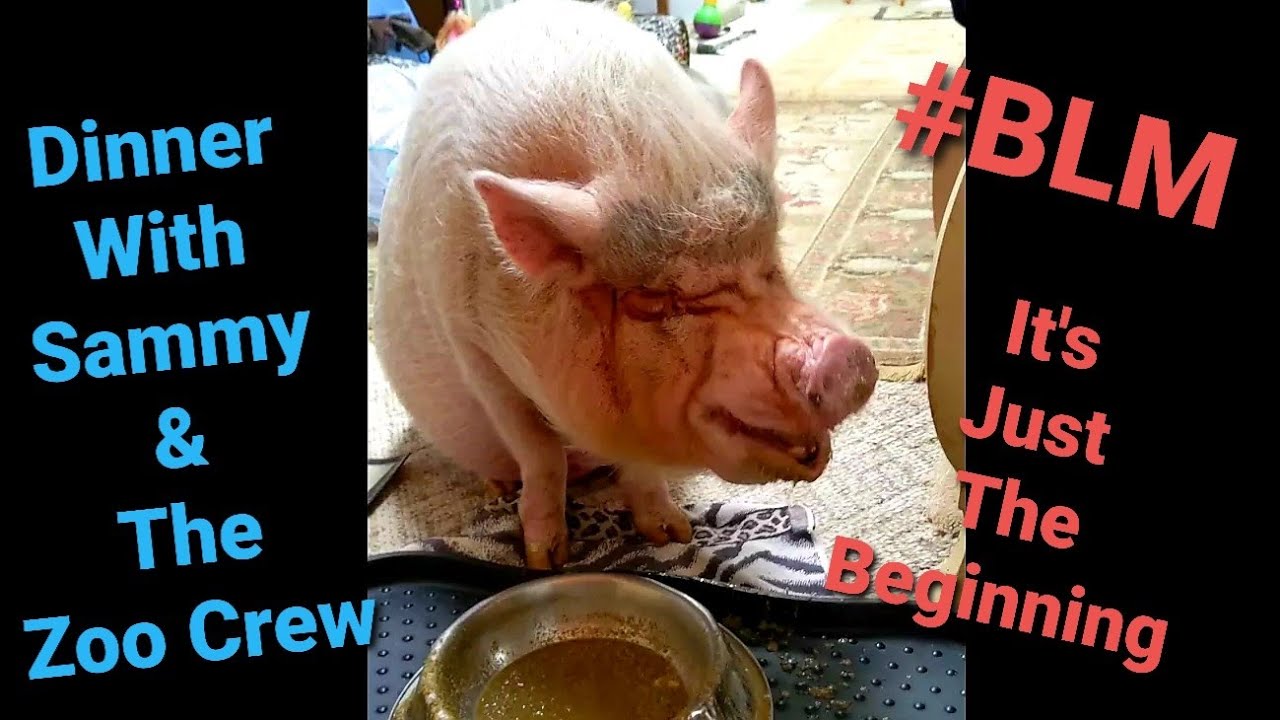 Dinner With Sammy The Mini Pig & The Sharyn Zoo Crew - YouTube