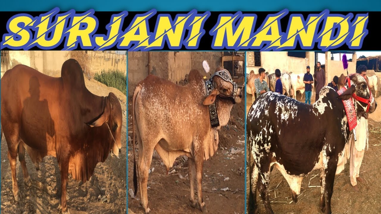 Surjani Town Mandi 22/5/2023 - YouTube