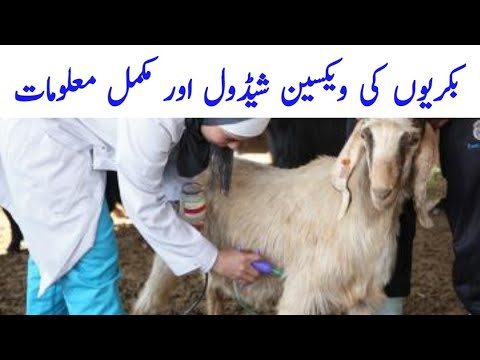 goats vaccination detail information | goat vaccination schedule | goat ...