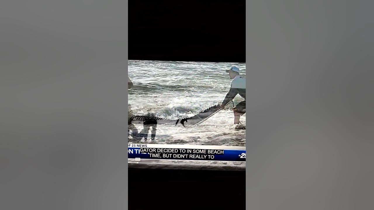 'Merica. 12 ft Alligator on Florida Beach - YouTube
