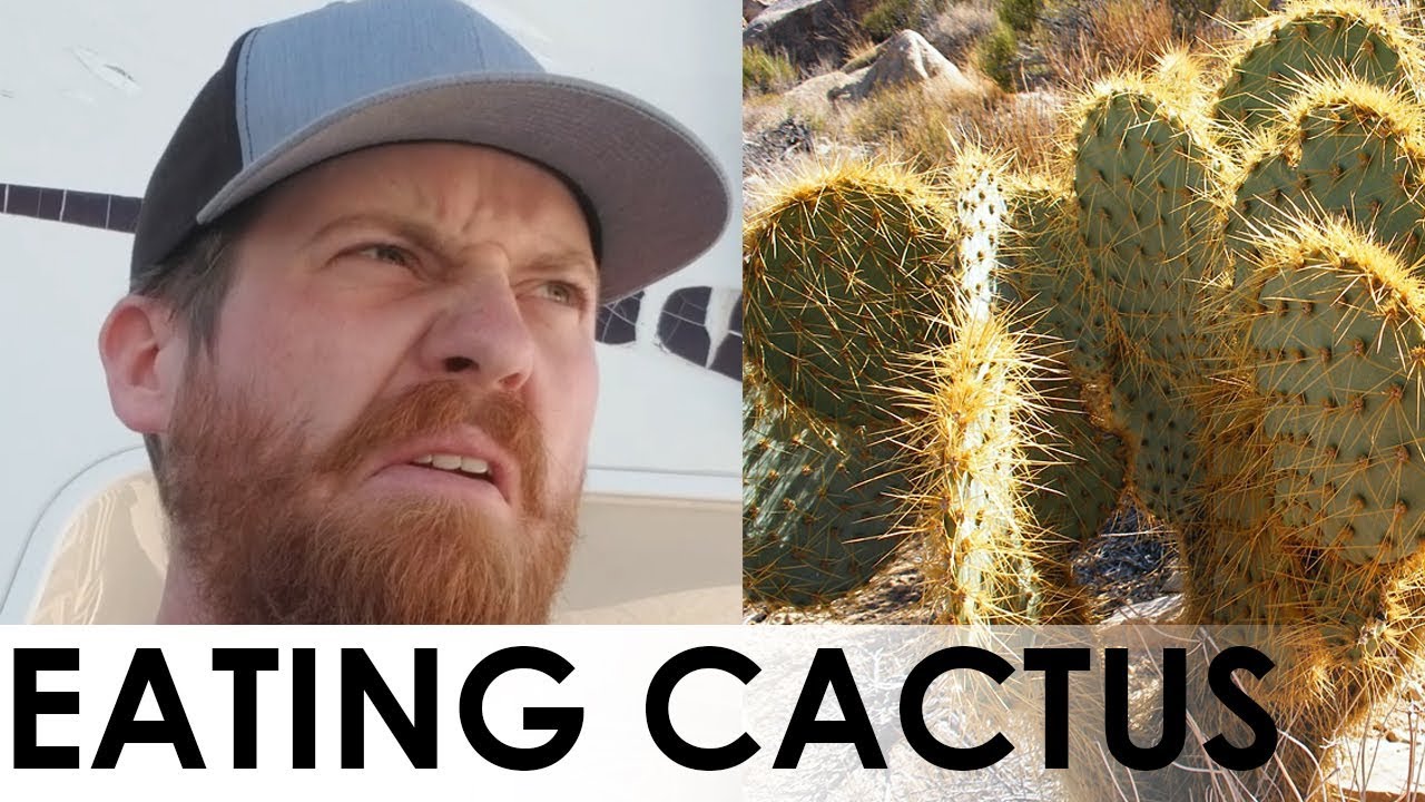 Learning How to Eat Cactus?!?! - YouTube